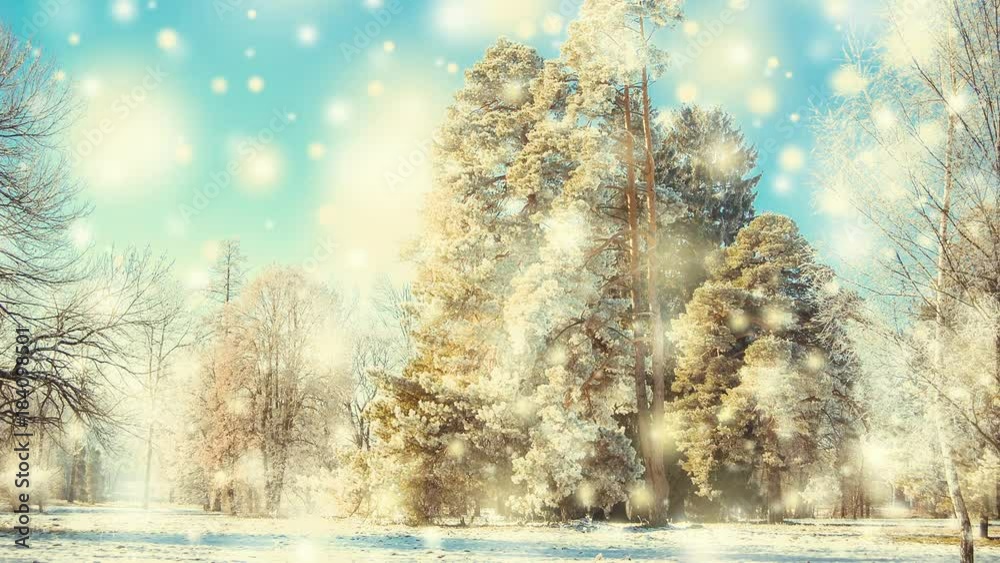 Vidéo Stock Winter park on sunny day. Natural New Year Christmas winter ...