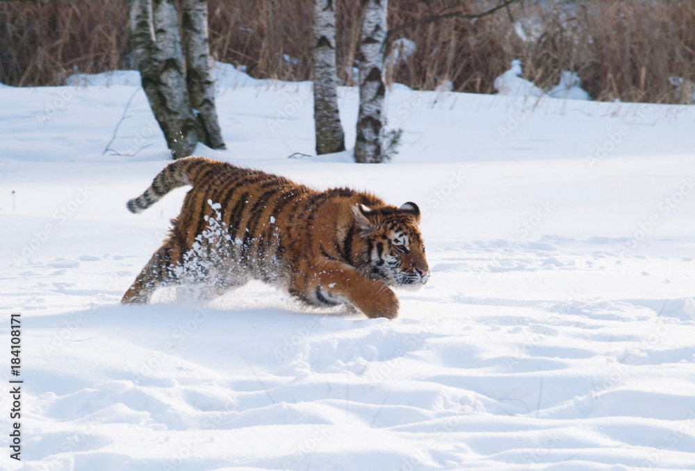 Siberian Tiger Poaching