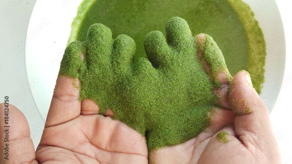 Wolffia globosa on hand. Wolffia globosa or Fresh water Alga, Water ...