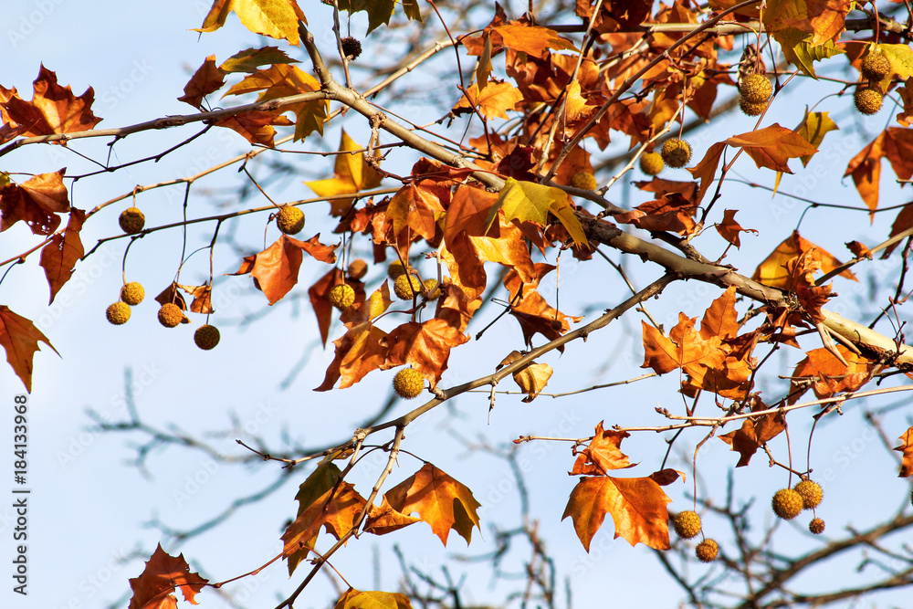 November Falling Leaves