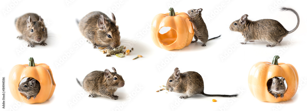 degu, set isolated on white Stock Photo | Adobe Stock