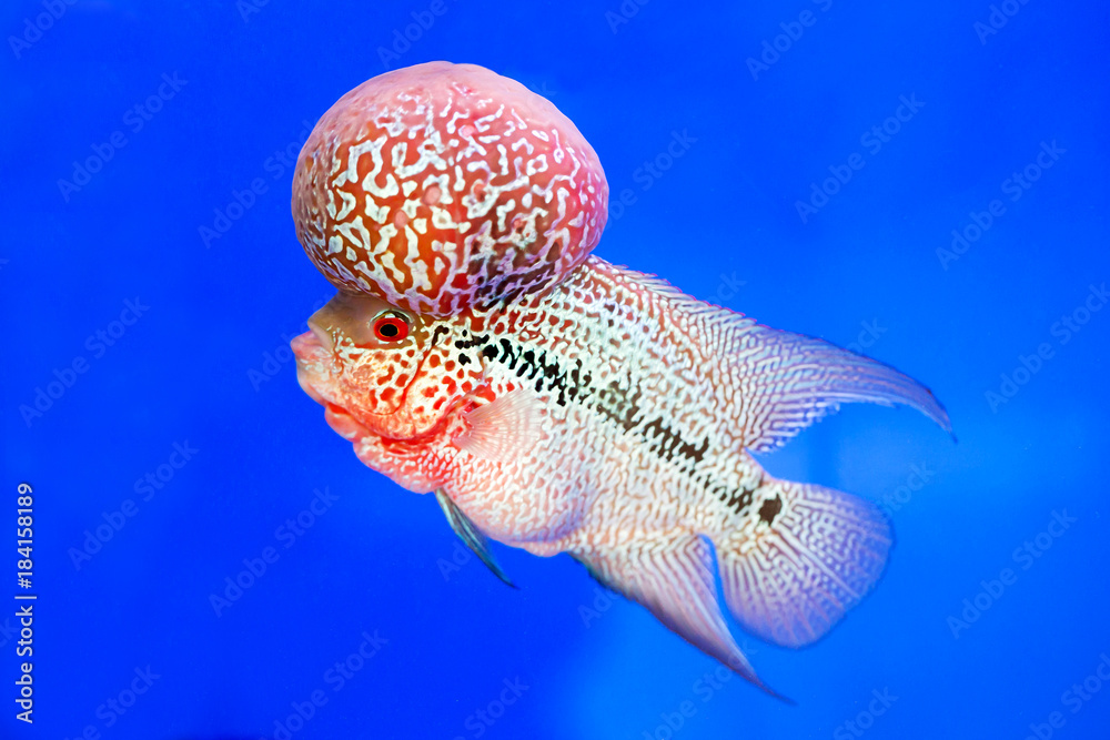 Flowerhorn Cichlid fish on blue background Stock Photo | Adobe Stock