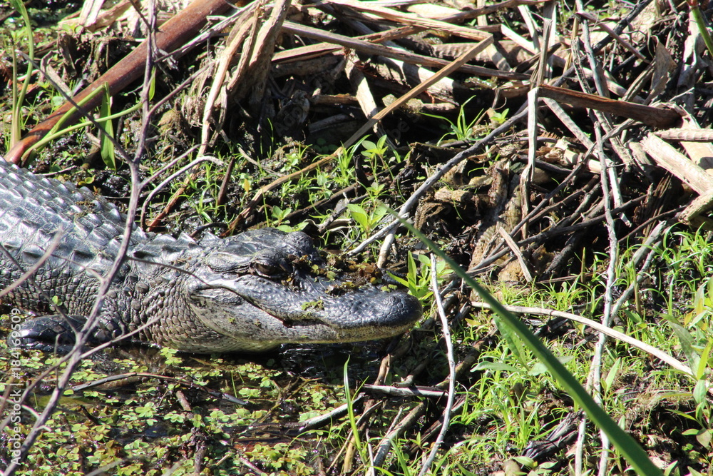 Swamp Baby Alligator