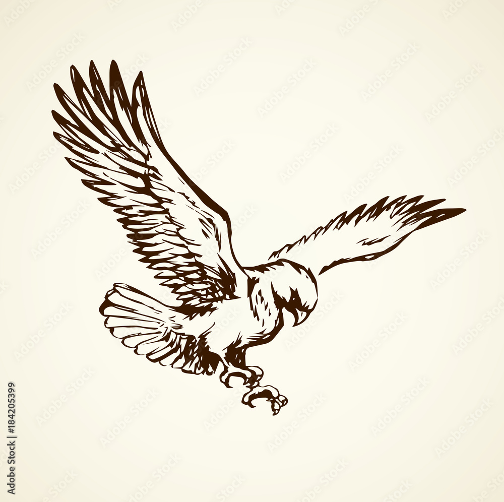 Eagle. Vector drawing Stock Vector | Adobe Stock