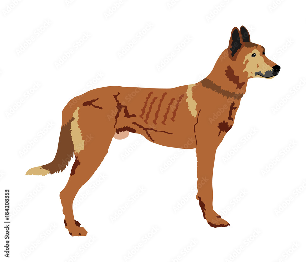 Portrait of Dutch shepherd vector illustration isolated. Holland ...