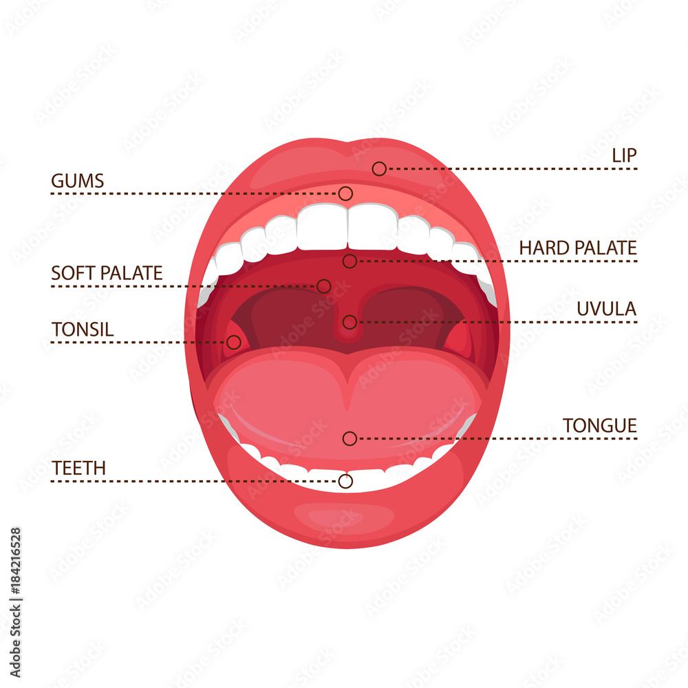 vector illustration of a anatomy human open mouth. medical diagram ...