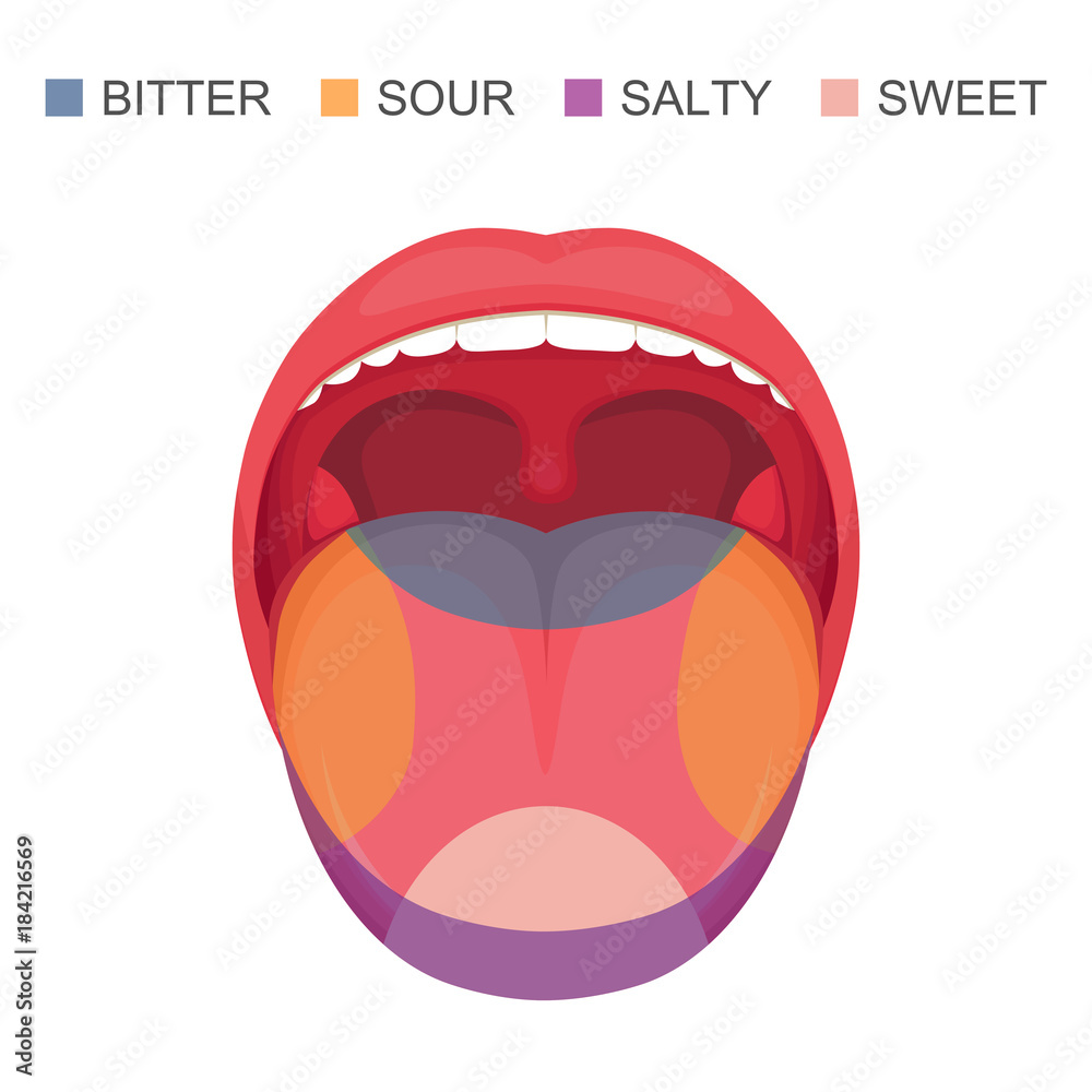 vector illustration of a basic taste areas on human tongue, sour, sweet ...