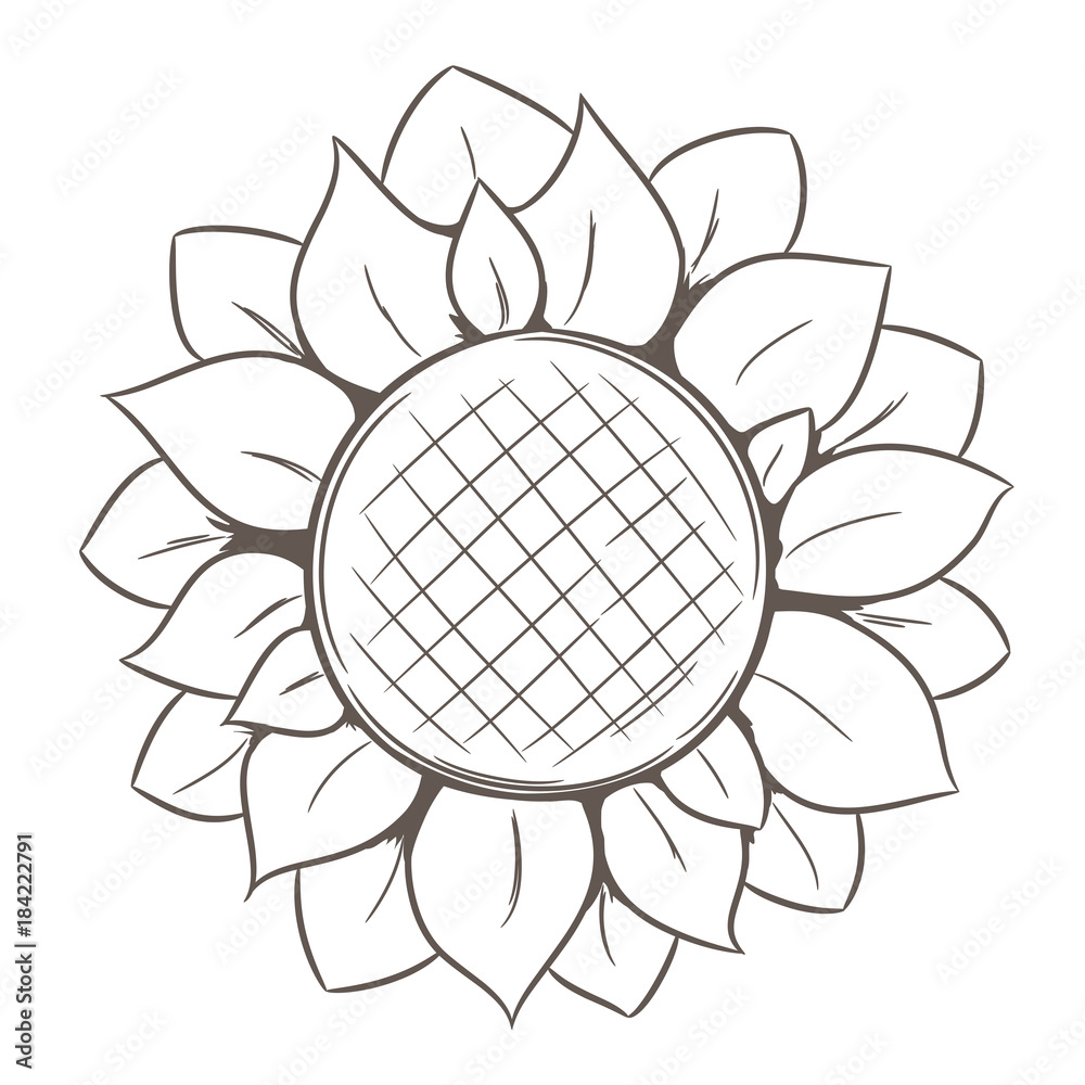 Hand drawn sunflower isolated on white background. Stock Vector | Adobe ...