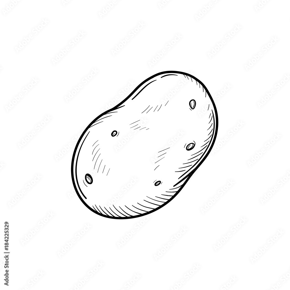 Vector hand drawn potato outline doodle icon. Starch sketch ...