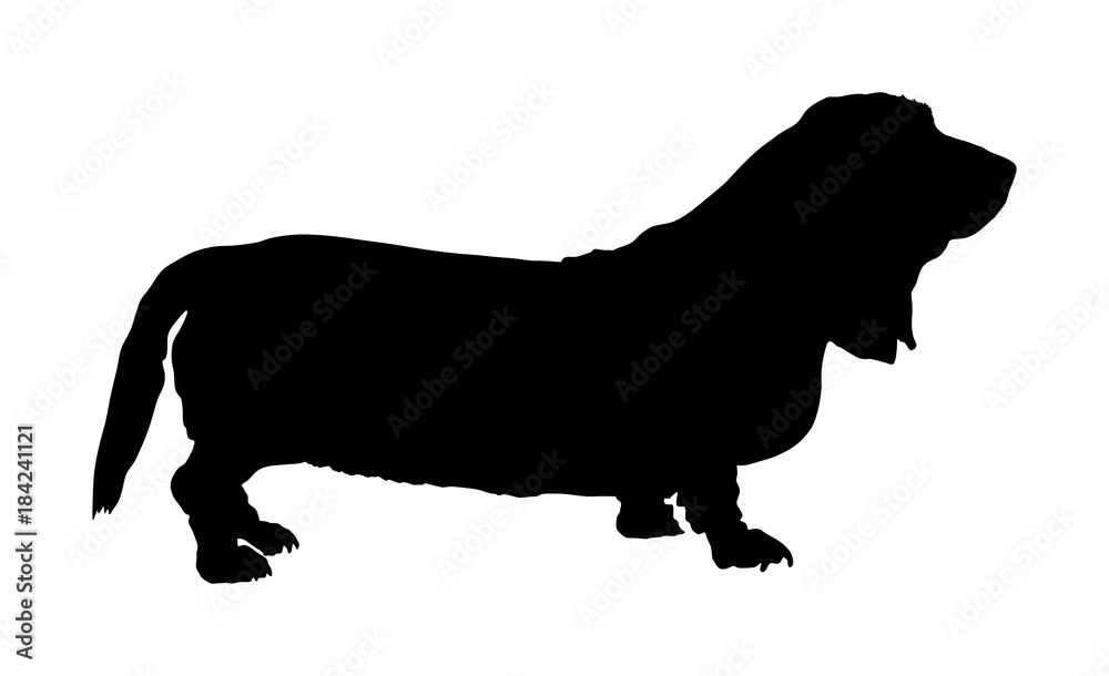 Portrait of Basset hound dog vector silhouette illustration isolated ...