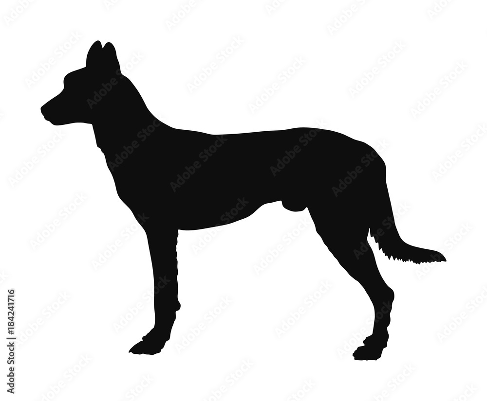 Portrait of Dutch shepherd vector silhouette illustration isolated ...