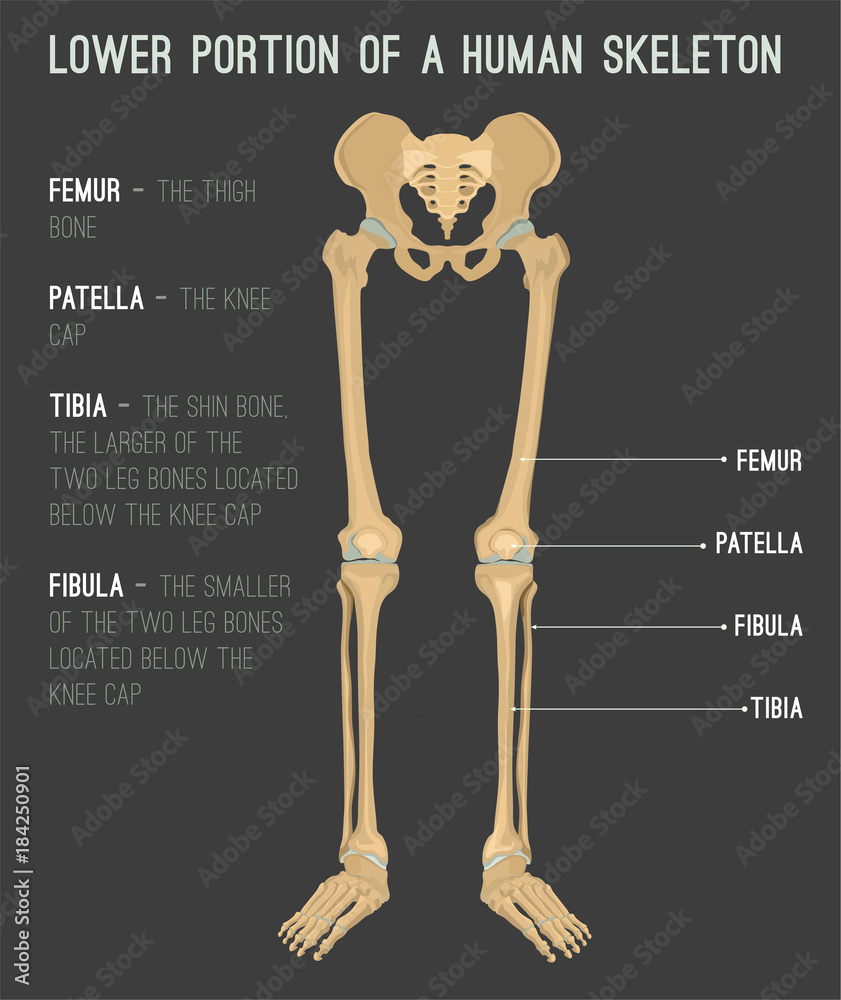 Human leg bones Stock-Vektorgrafik | Adobe Stock