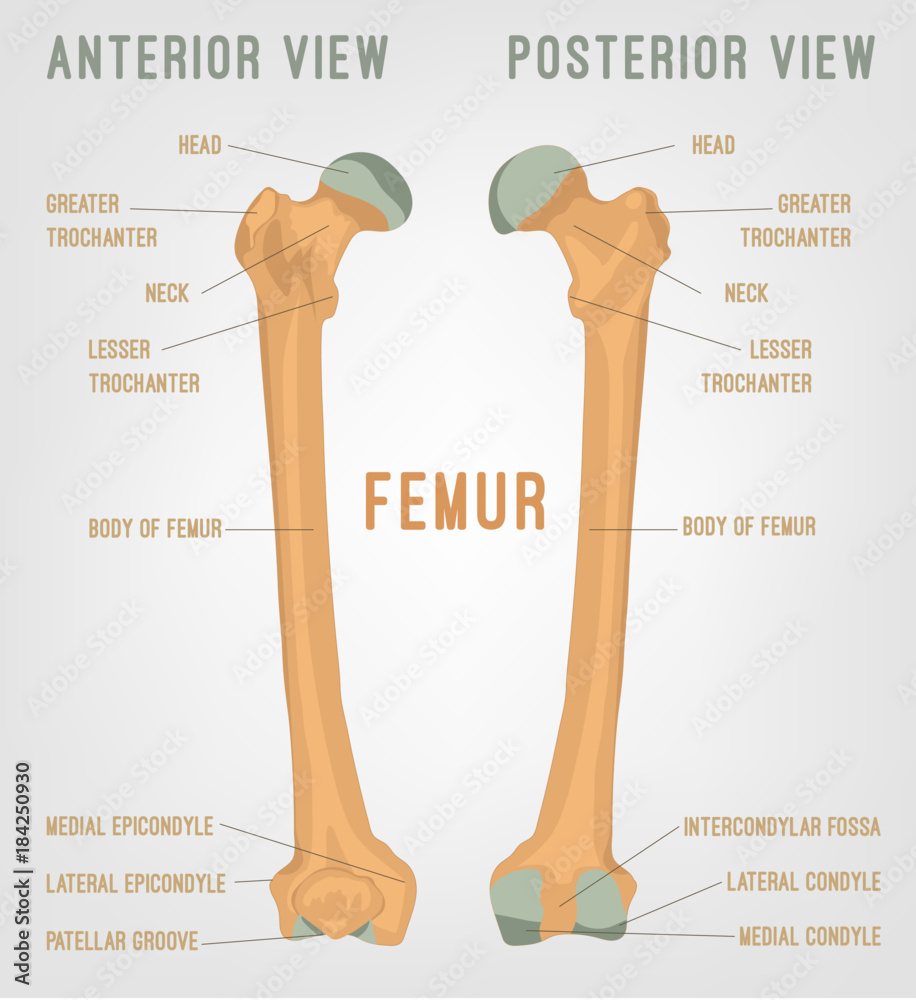 Human femur bones Stock Vector | Adobe Stock