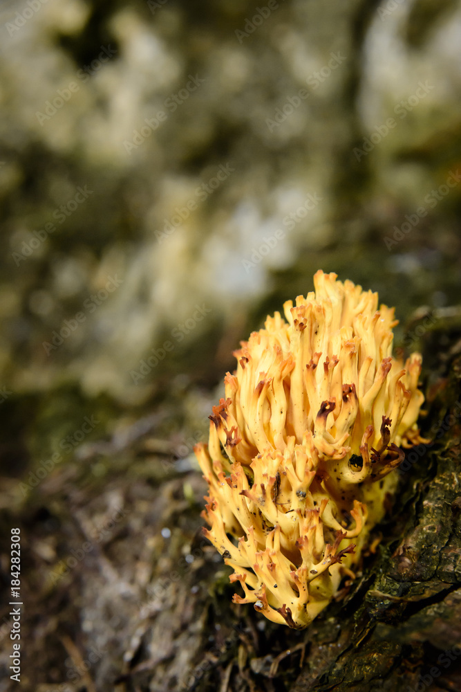 Pilz Stock-Foto | Adobe Stock