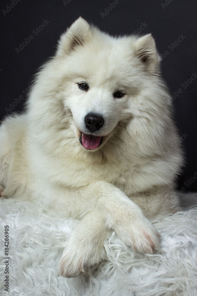 Samoyed Smile