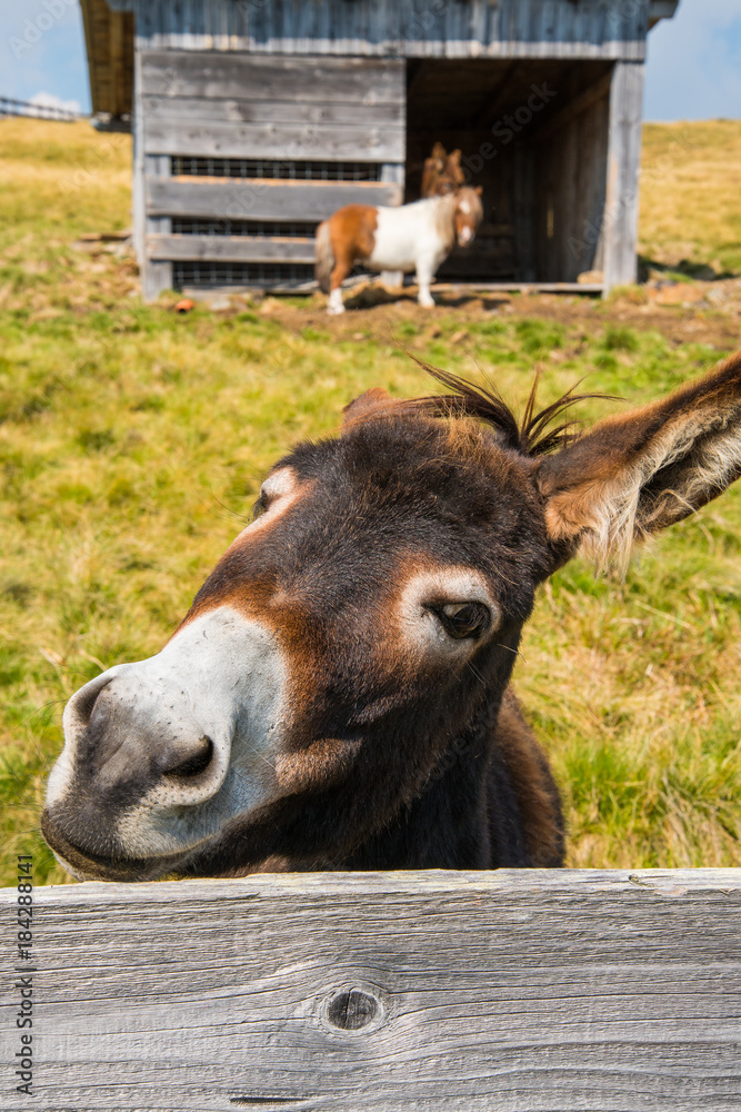 Esel Close-up Stock-Foto | Adobe Stock