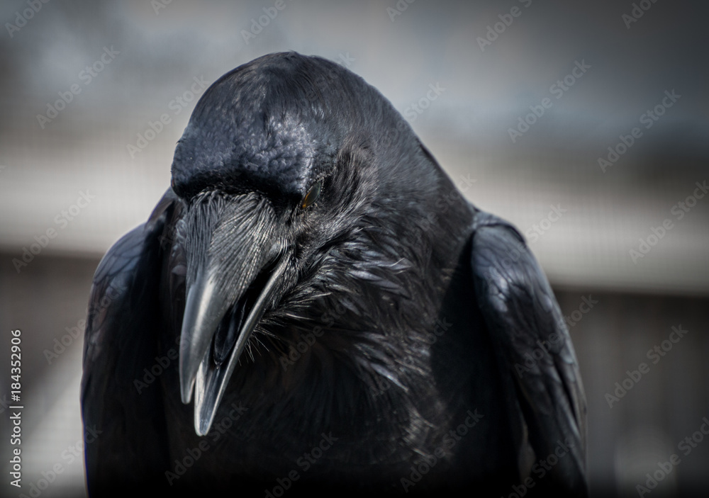 Closeup of a raven's head and upper body with its beak partly open. Its ...