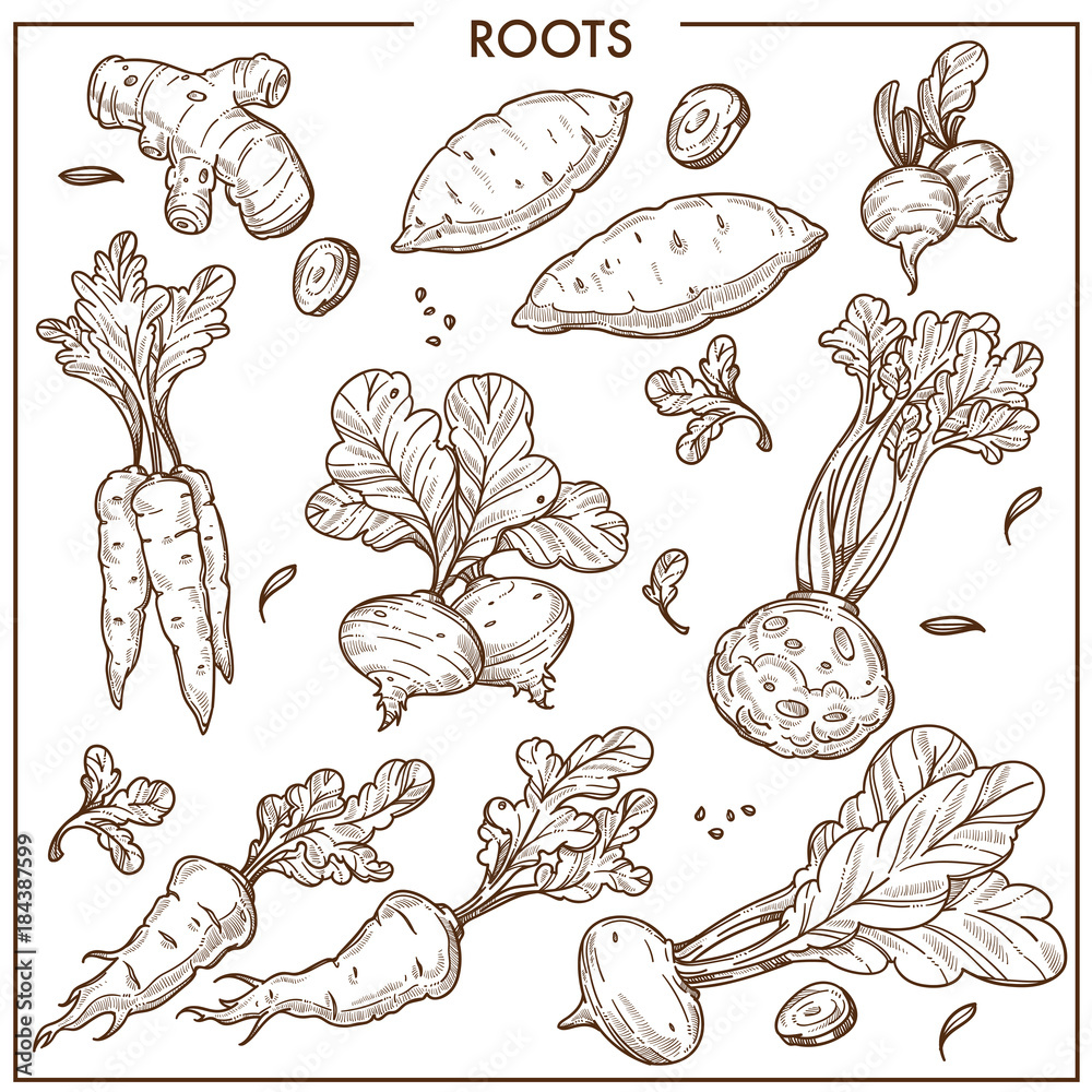 Root Vegetable Drawing