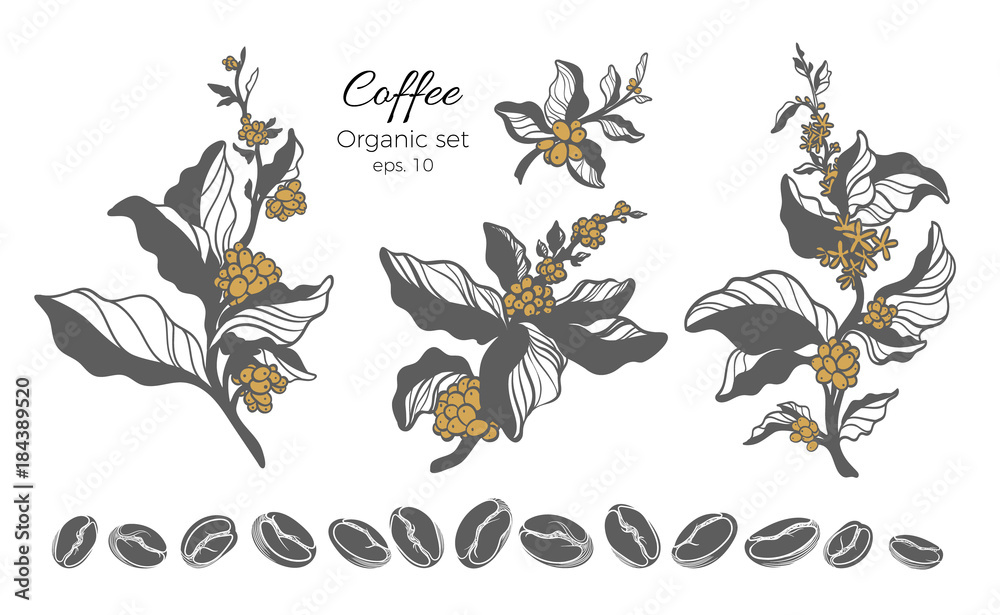 Vector set of coffee tree branch Stock Vector | Adobe Stock