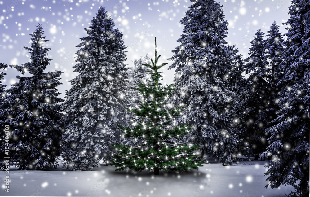 Christbaum im Wald Stock-Foto | Adobe Stock