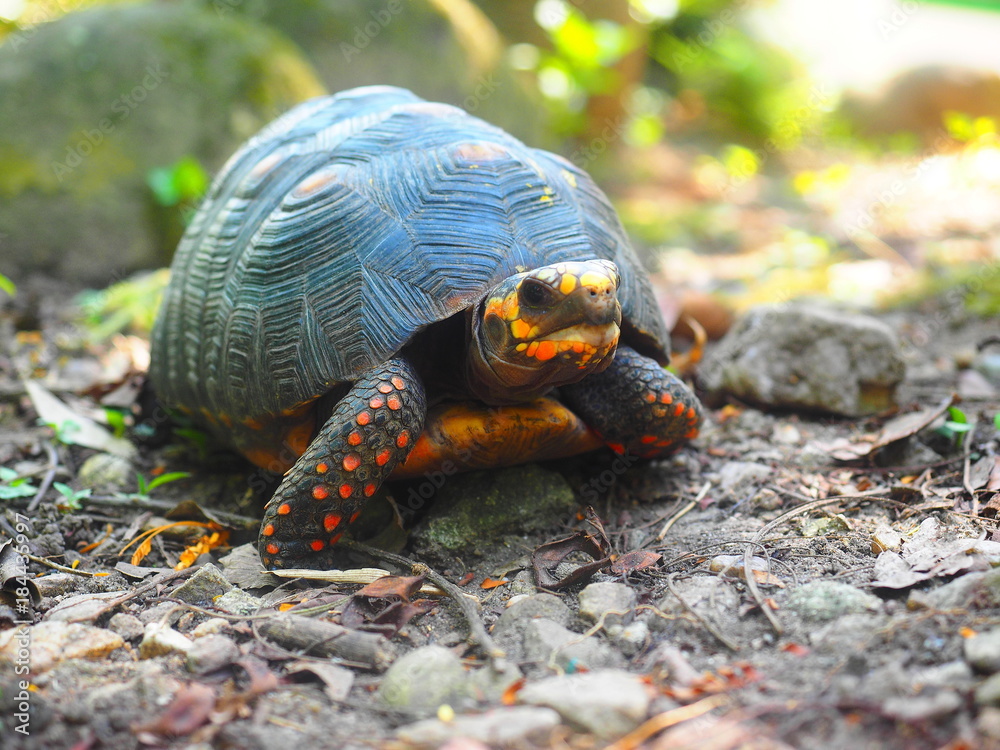 Frontal view of a land turte at the botanical garden of Bucaramanga in ...