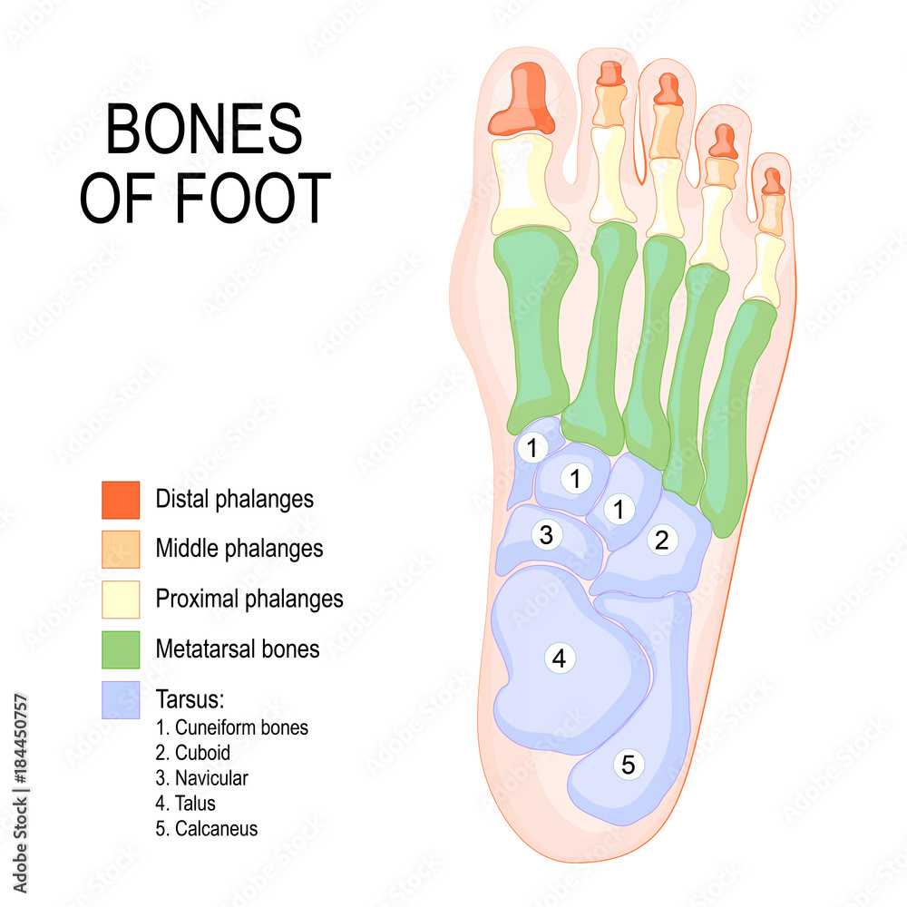 Bones of foot Stock Vector | Adobe Stock