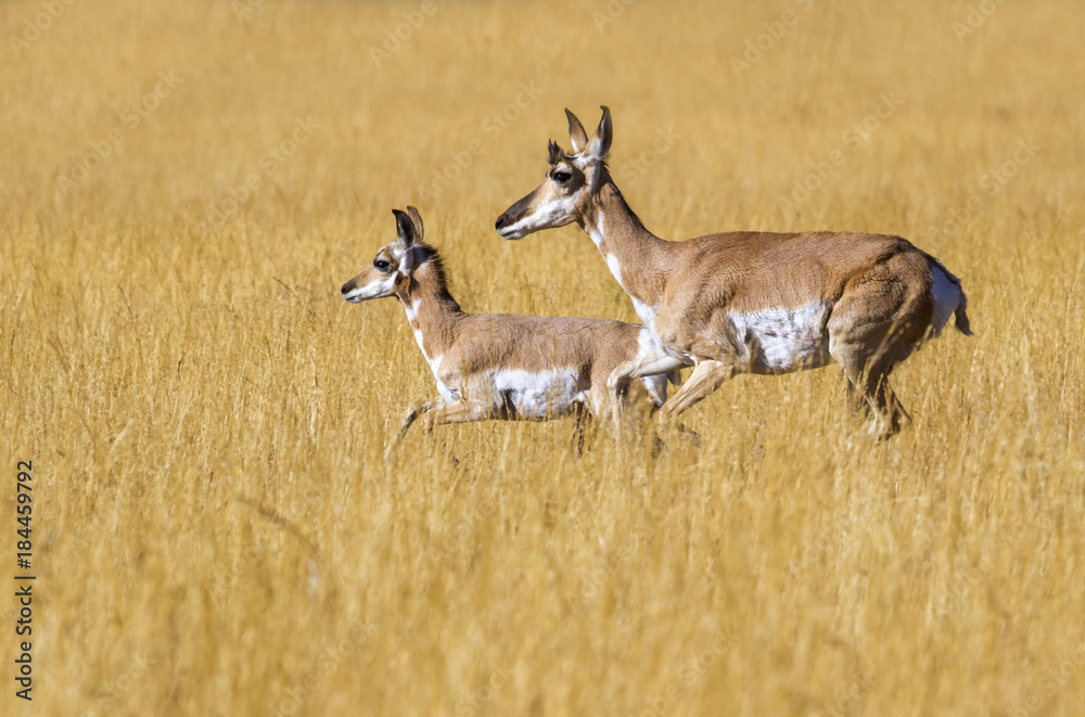 Baby Pronghorn
