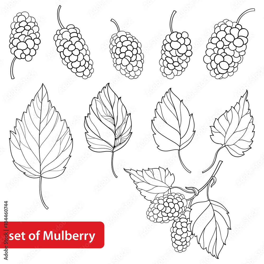 Vecteur Stock Vector set with outline Mulberry or Morus, bunch, ripe ...