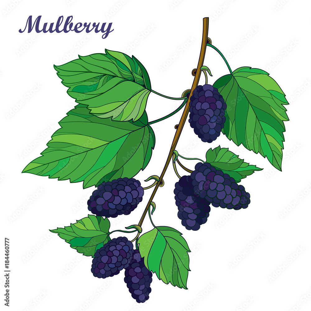 Vector branch with outline Mulberry or Morus with ripe black berry and ...