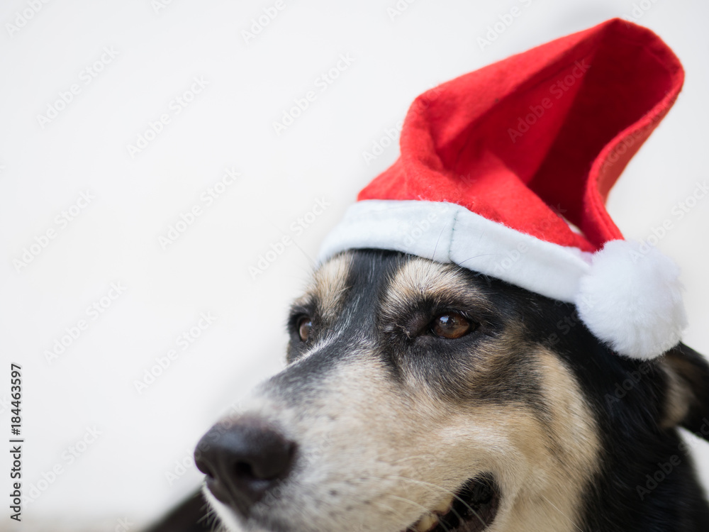 A dog wearing Santa Claus Hat during long holidays of Chirstmas and new ...