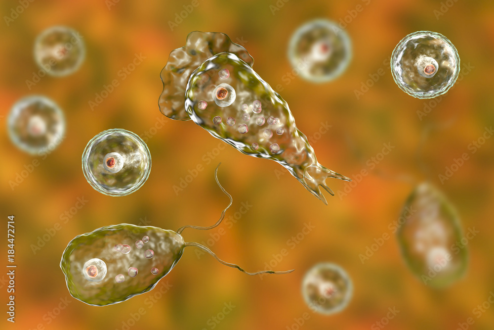 Naegleria Fowleri Cyst