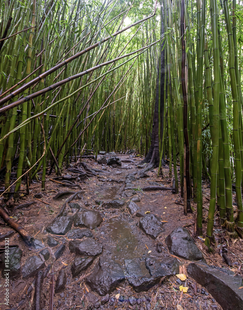Pipiwai Trail through the bamboo forest along a rock path Stock Photo ...