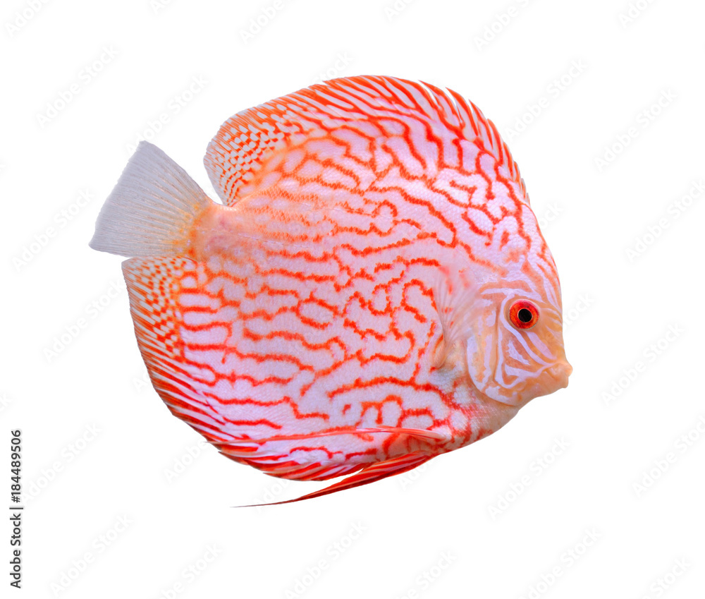 Red Map Discus Fish