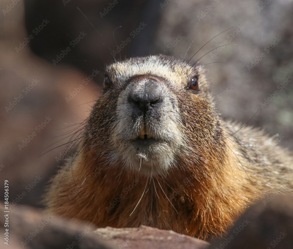 Cute Marmot