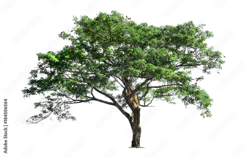 Trees isolated on white background, tropical trees isolated used for ...