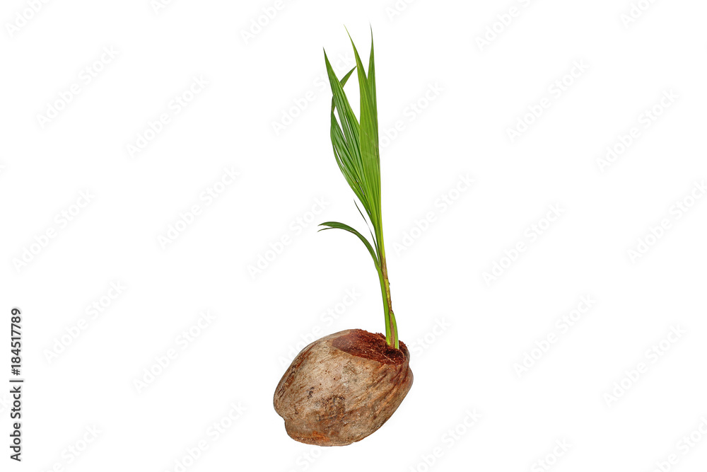 Early varieties of dwarf aromatic coconut tree , shorter than normal ...