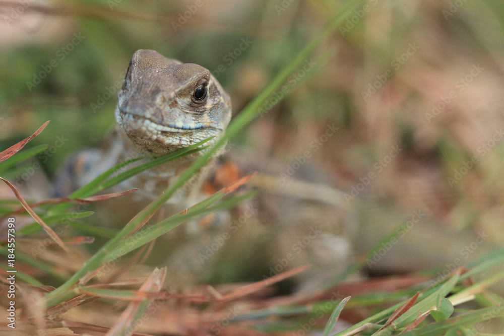 Butterfly lizards, Small-scaled lizards, Ground lizards, Butterfly ...