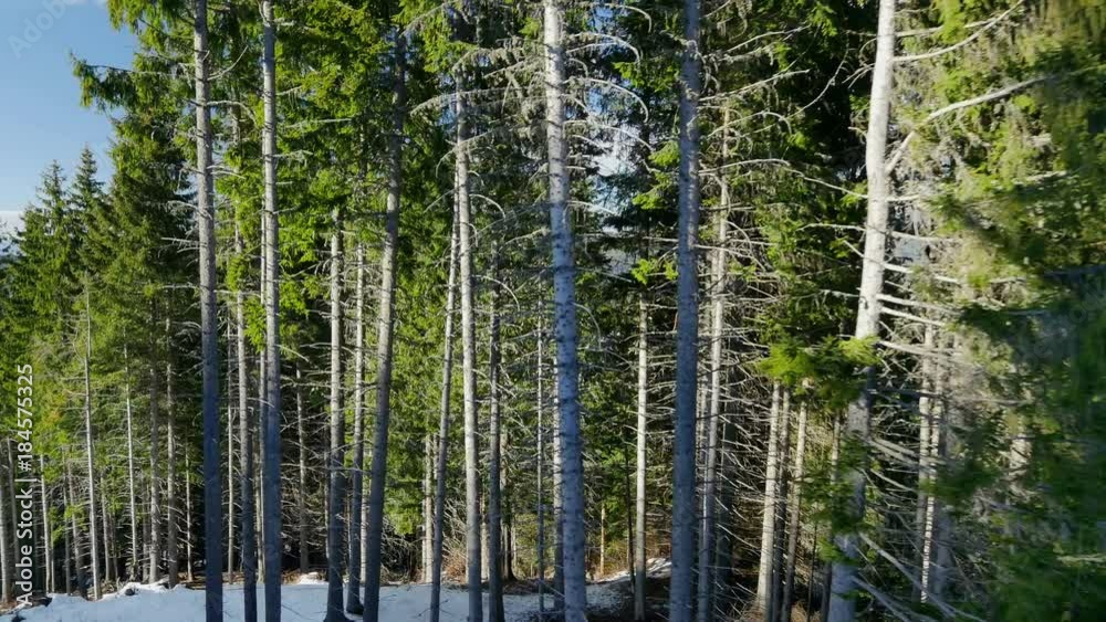 Aerial pine tree forest scenery early in the morning. Camera flying ...