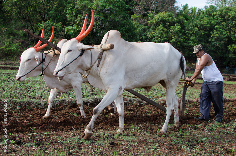 Farming and Ploughing field with oxen Stock Photo | Adobe Stock