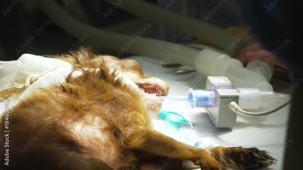 Veterinarian surgeon does an internal anesthetic for a dog in a ...