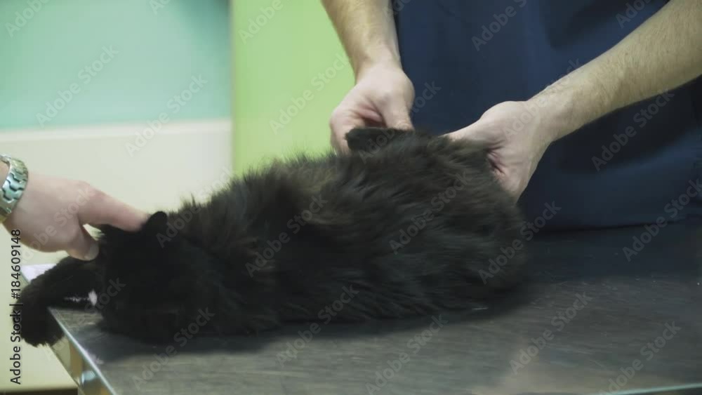 Veterinarians in the clinic an examination of sick cat. Cat in the ...