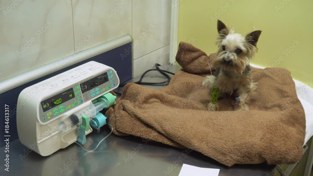 Dog with an intravenous infusion drip in a vet at the clinic. Dog with ...