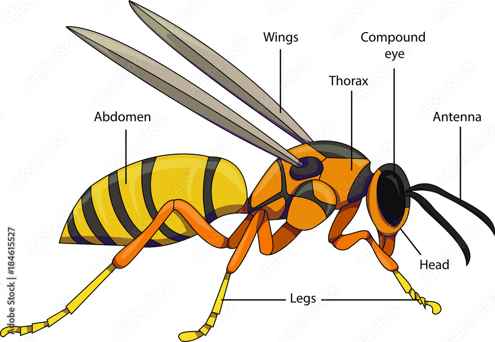 Vector Illustration Of An Insect Diagram With Labeled Parts Of A Wasp 