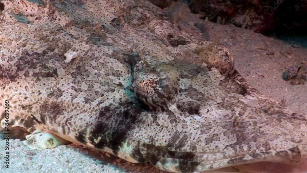 Crocodile fish carpet flathead underwater Red sea. Tropical animals ...