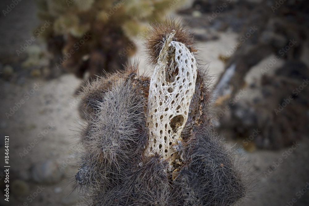 Cholla Cactus Skeleton