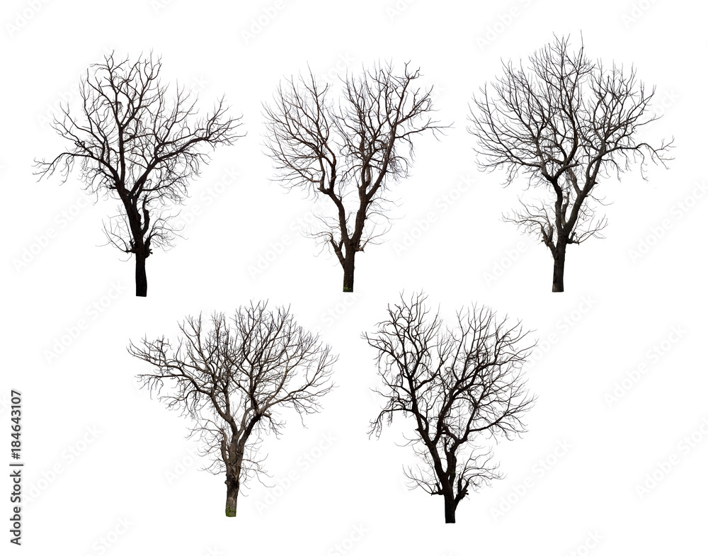 Collection of dead tree isolated on white background high resolution ...
