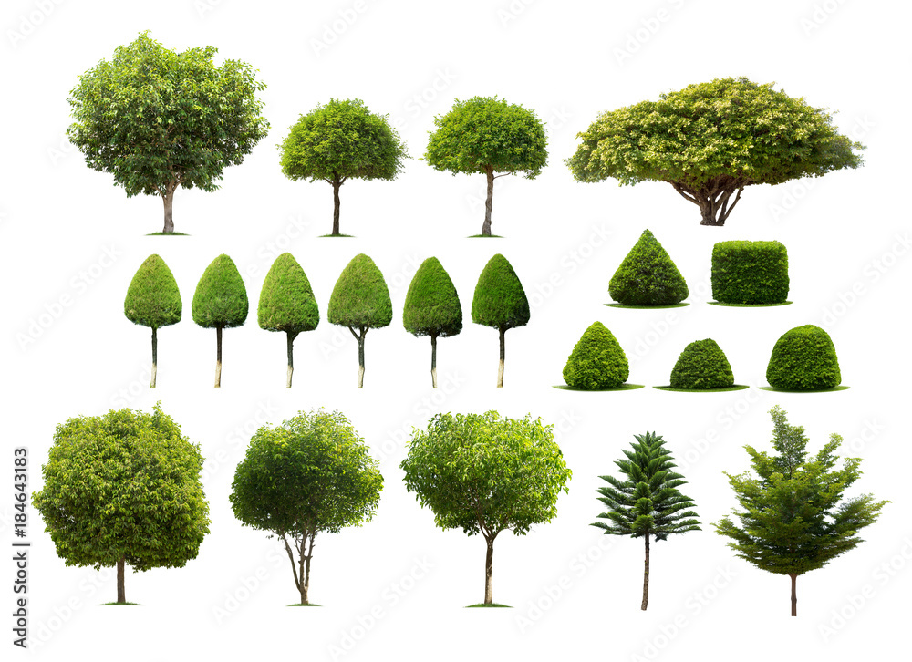 Collection of trees isolated on white background high resolution for ...