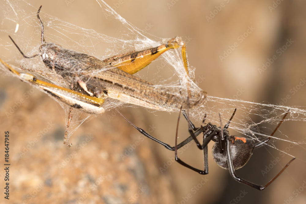 Black widow spider with prey Stock Photo | Adobe Stock