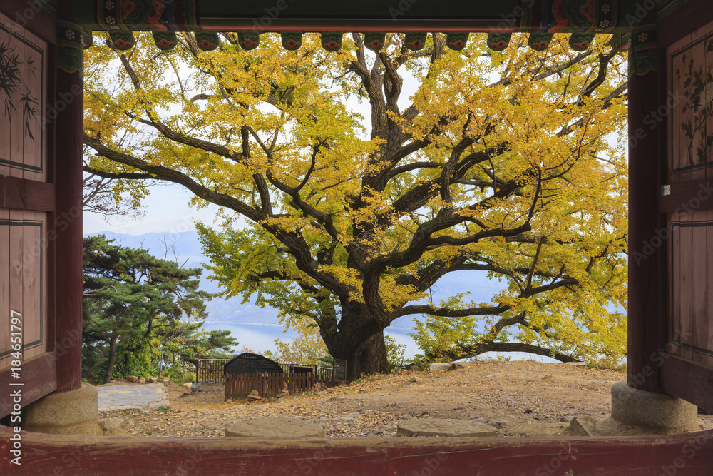 big old ginkgo tree at the korean traditional national temple at the ...