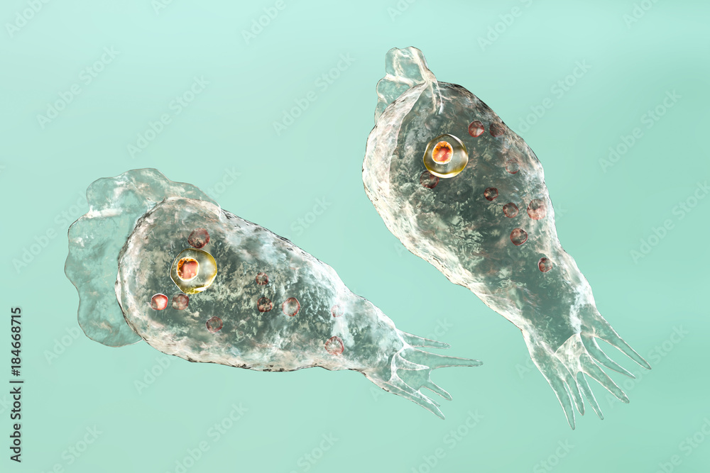Brain-eating amoeba infection, naegleriasis. Trophozite, infectious ...